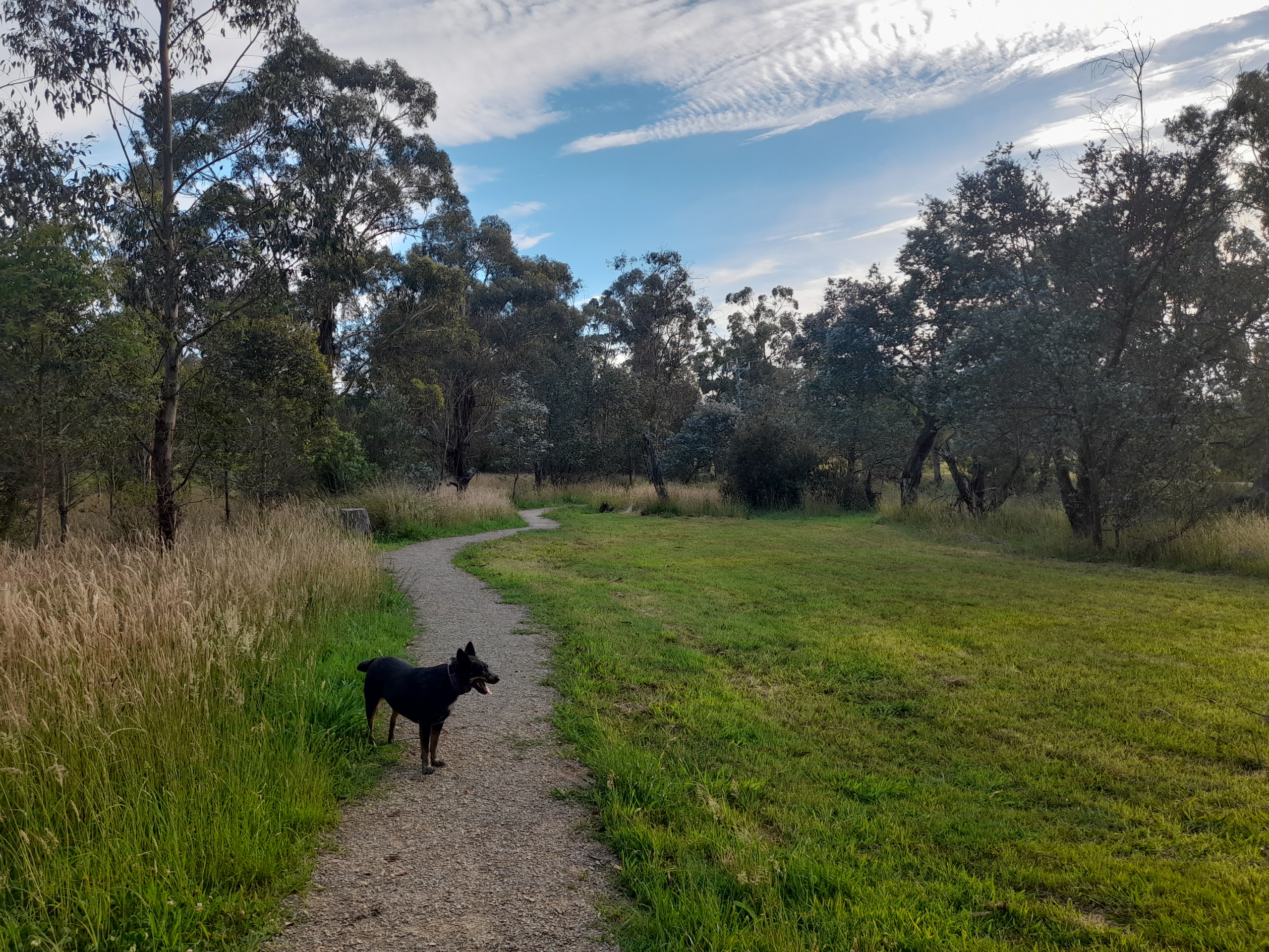 People and Dogs in Parks feedback | People and Dogs in Parks plan ...
