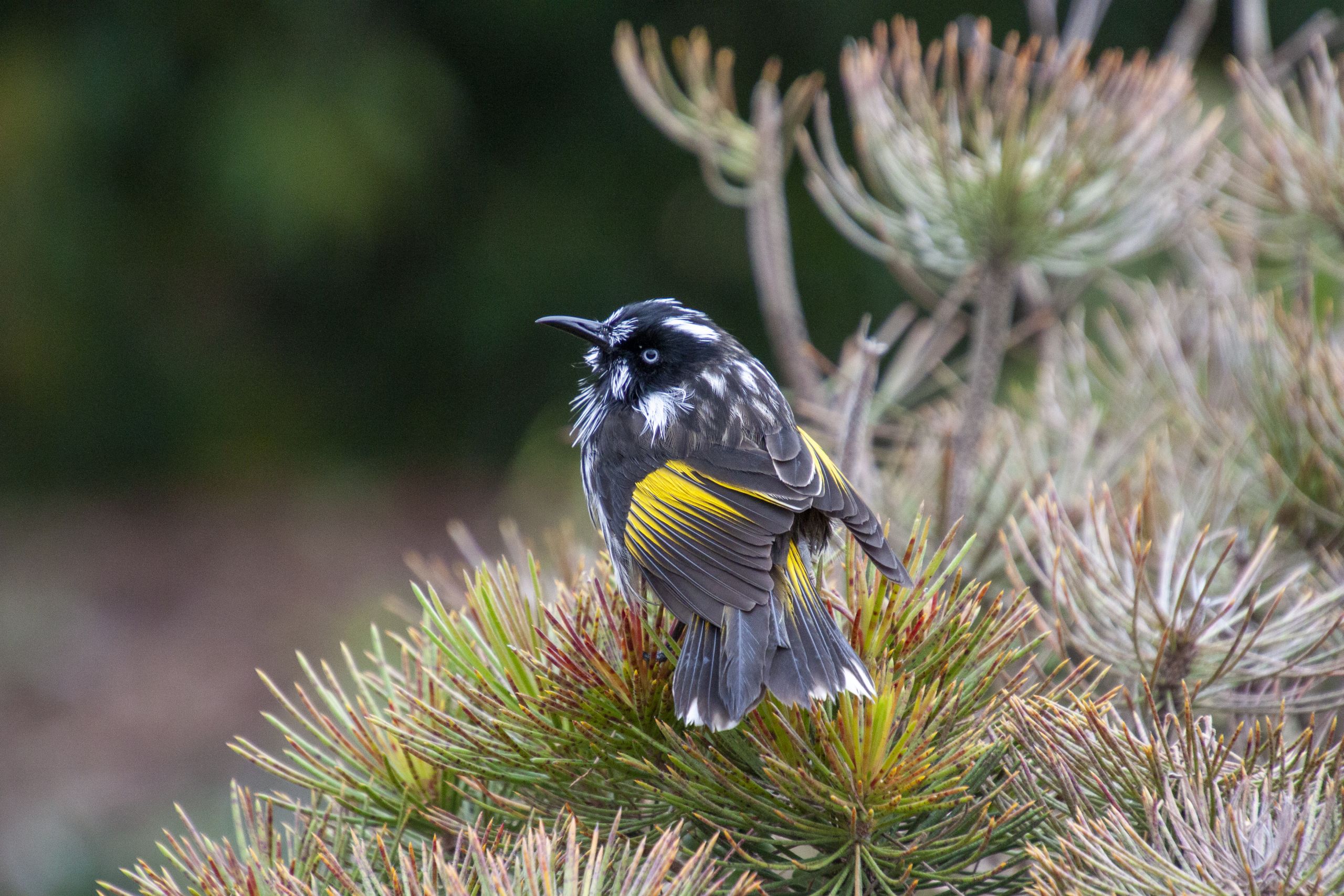 Draft Nature Plan 2022-2032 | Shaping Yarra Ranges